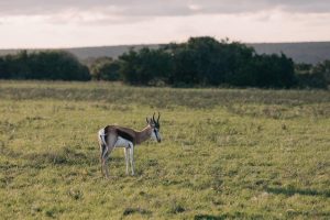 Download BRIEF Executive Function Assessment | Free PDF